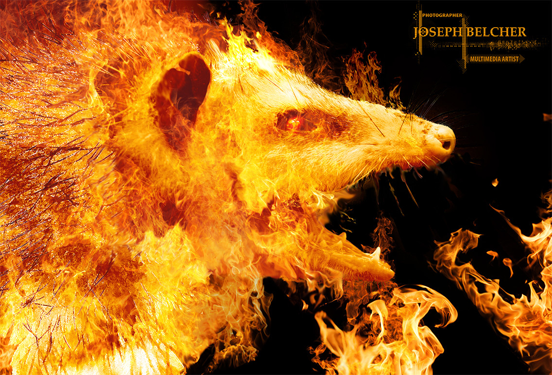 ArtStation - Fire Opossum
