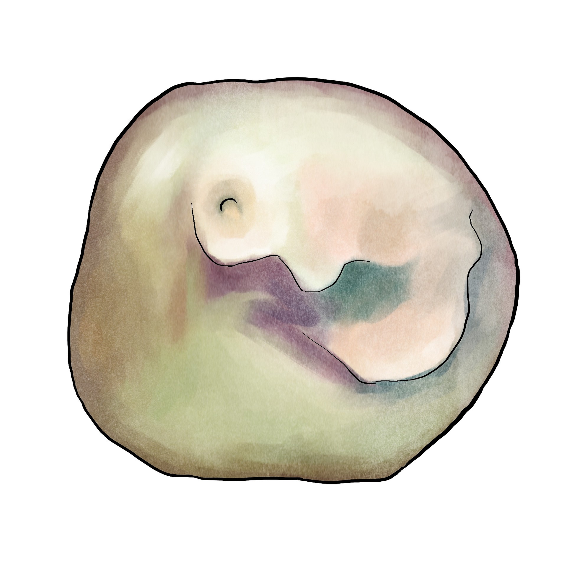 Amelia Hamrick - Rock Studies