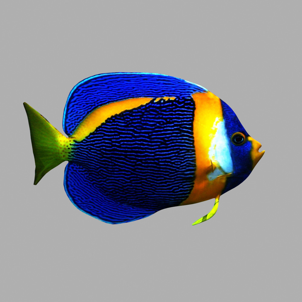 ArtStation - 3D Scribbled Anglefish Animated