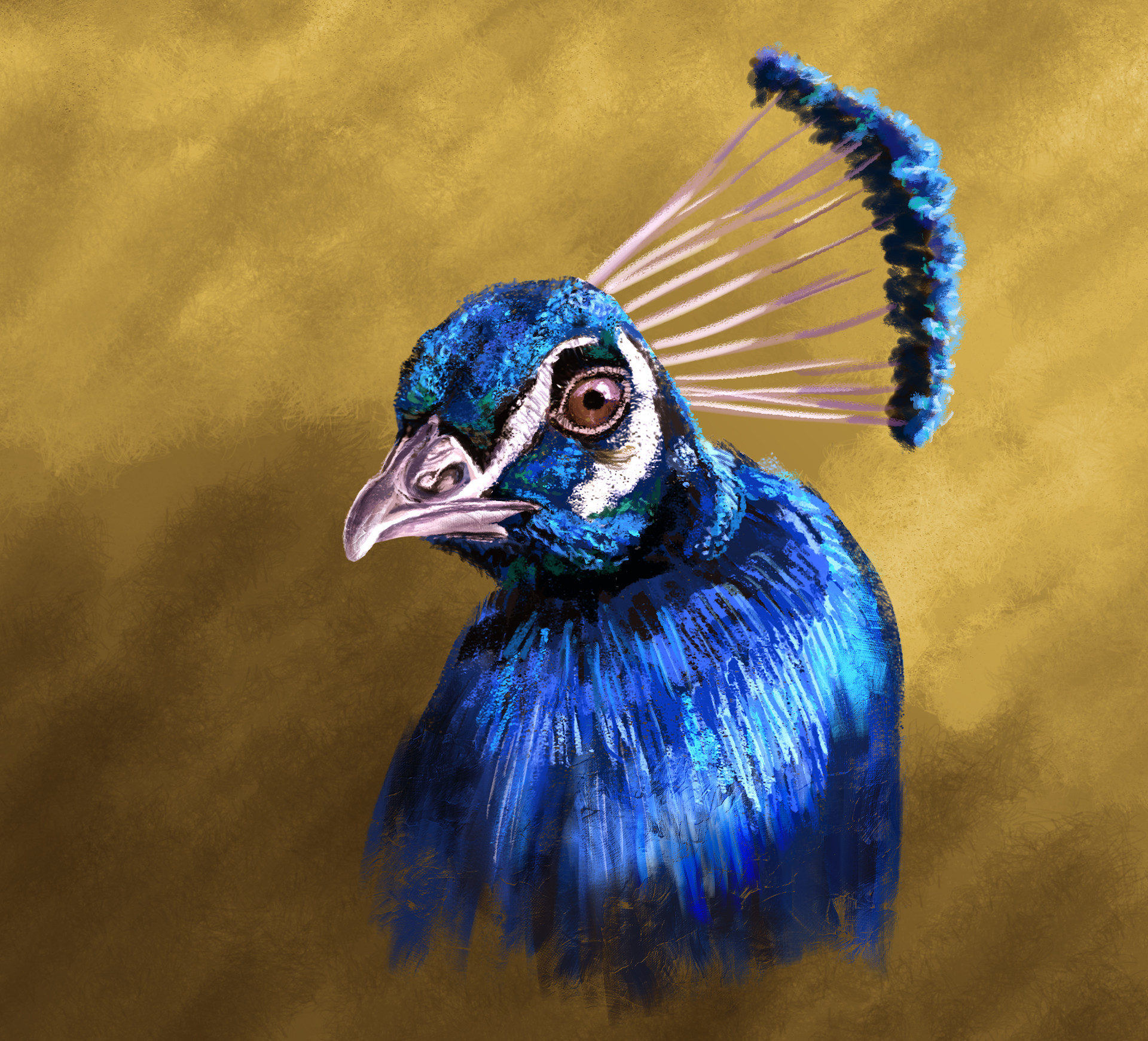 ArtStation - Peacock Study - Digital Painting