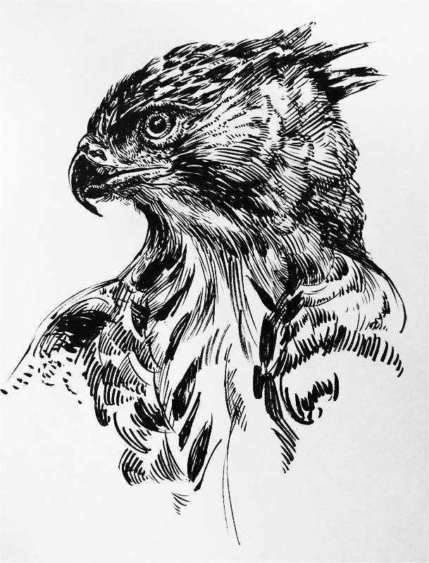 ArtStation - eagle pen practice