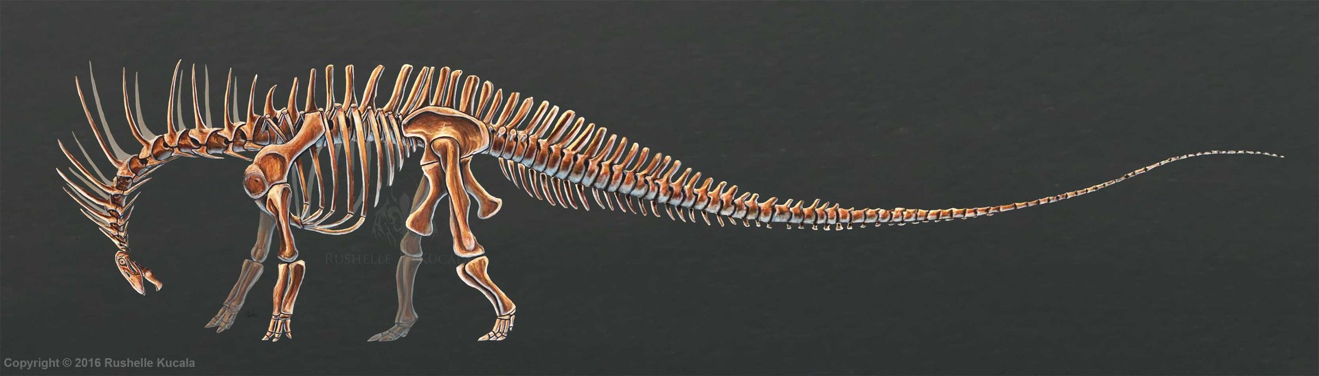 ArtStation - Amargasaurus Skeletal Study (No Labels)