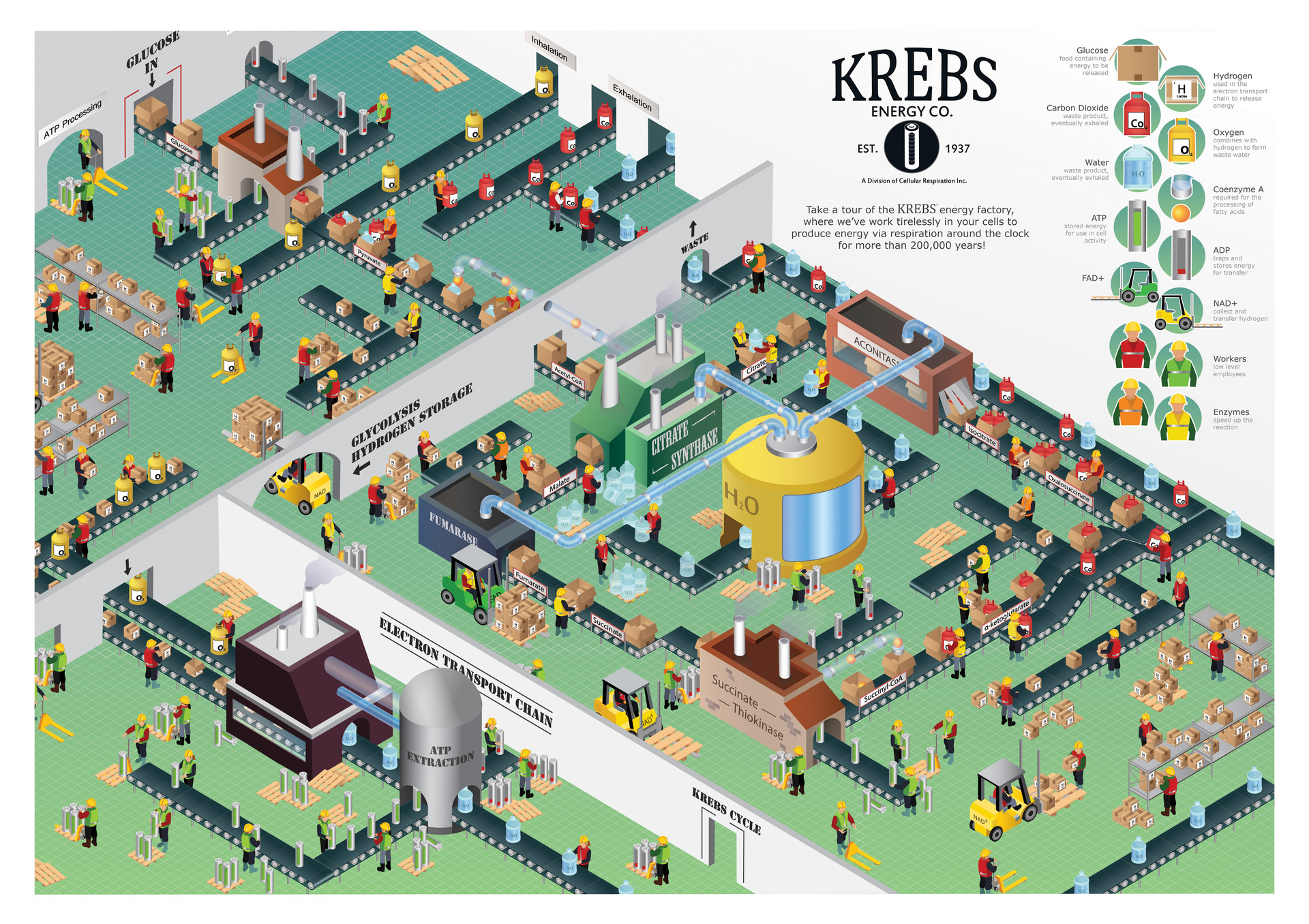 ArtStation - Kreb's cycle Inforgraoghic