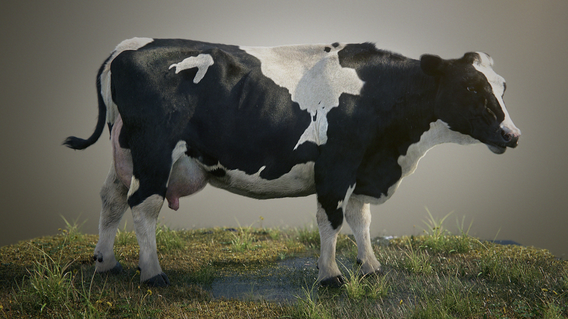 Piotr Tatar - Cow - Turntable