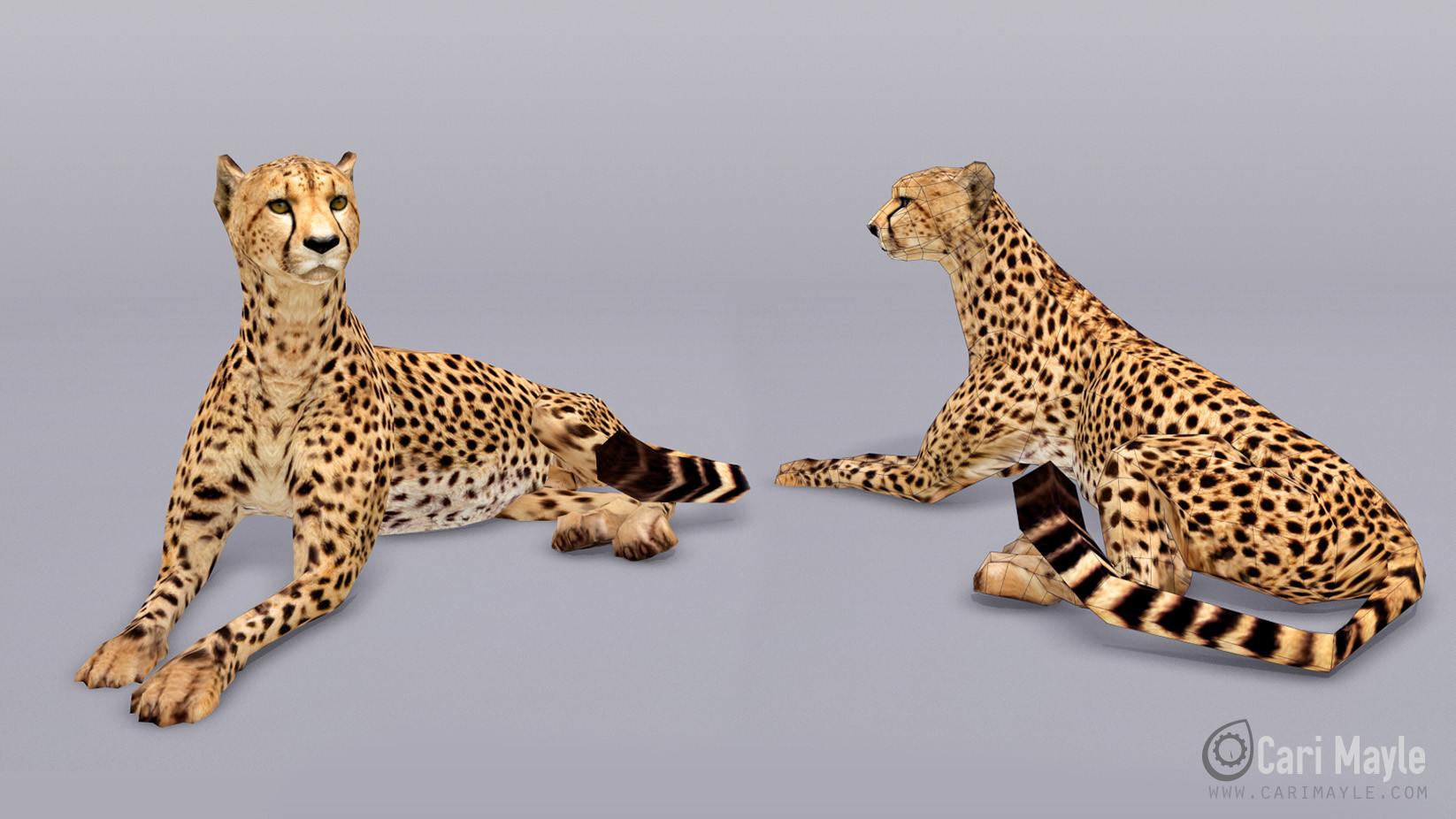 Cari Mayle - View-Master Wildlife