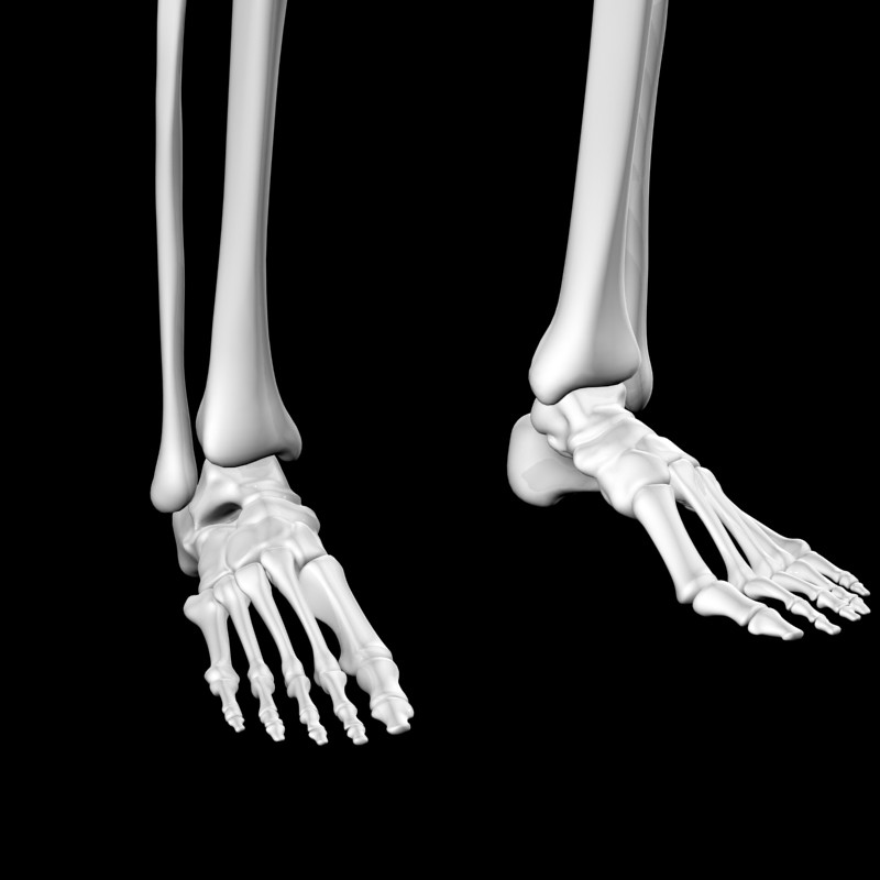 Stephan Plotnicov - 3d model human skeleton