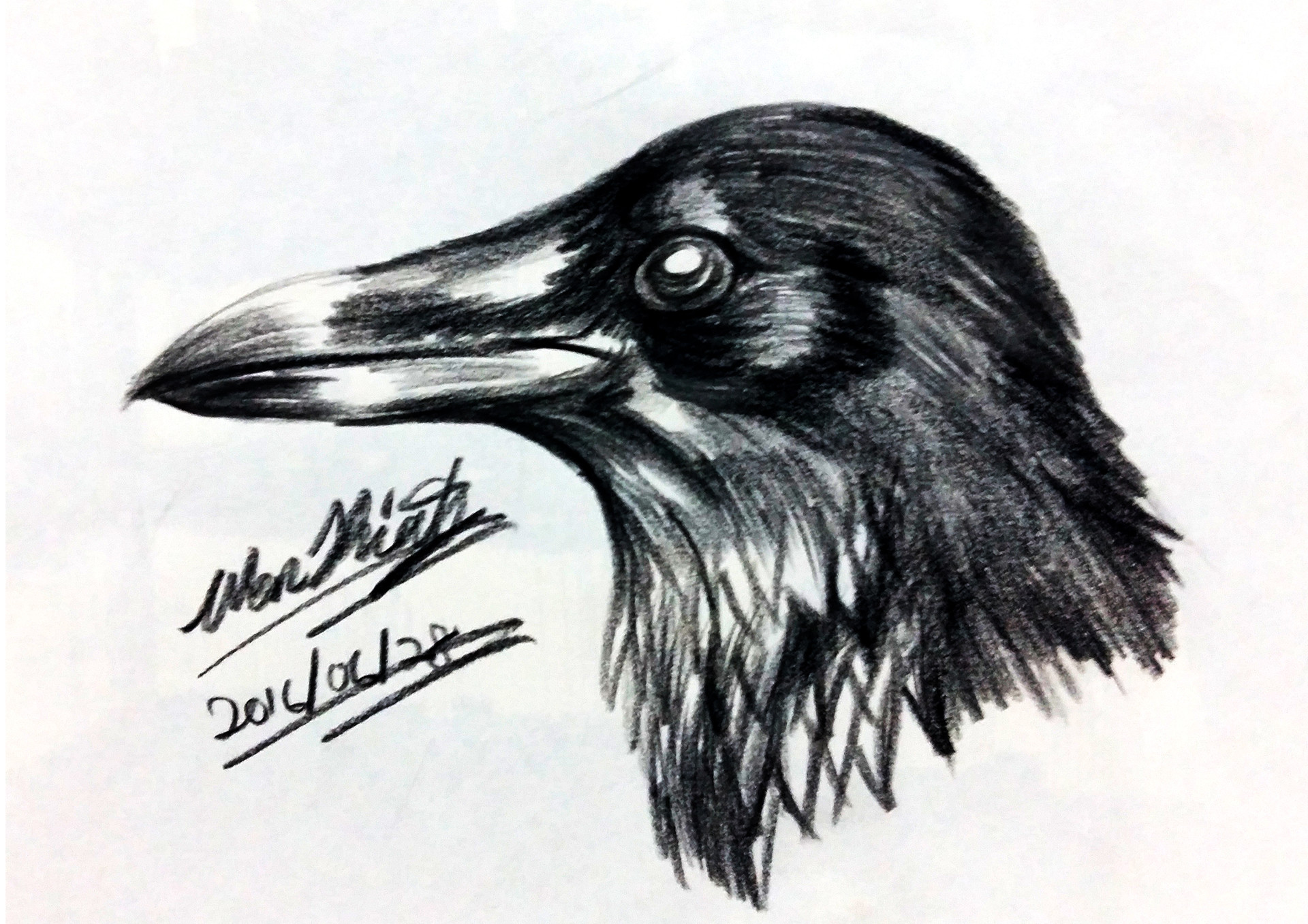 ArtStation - Sketching - Crow