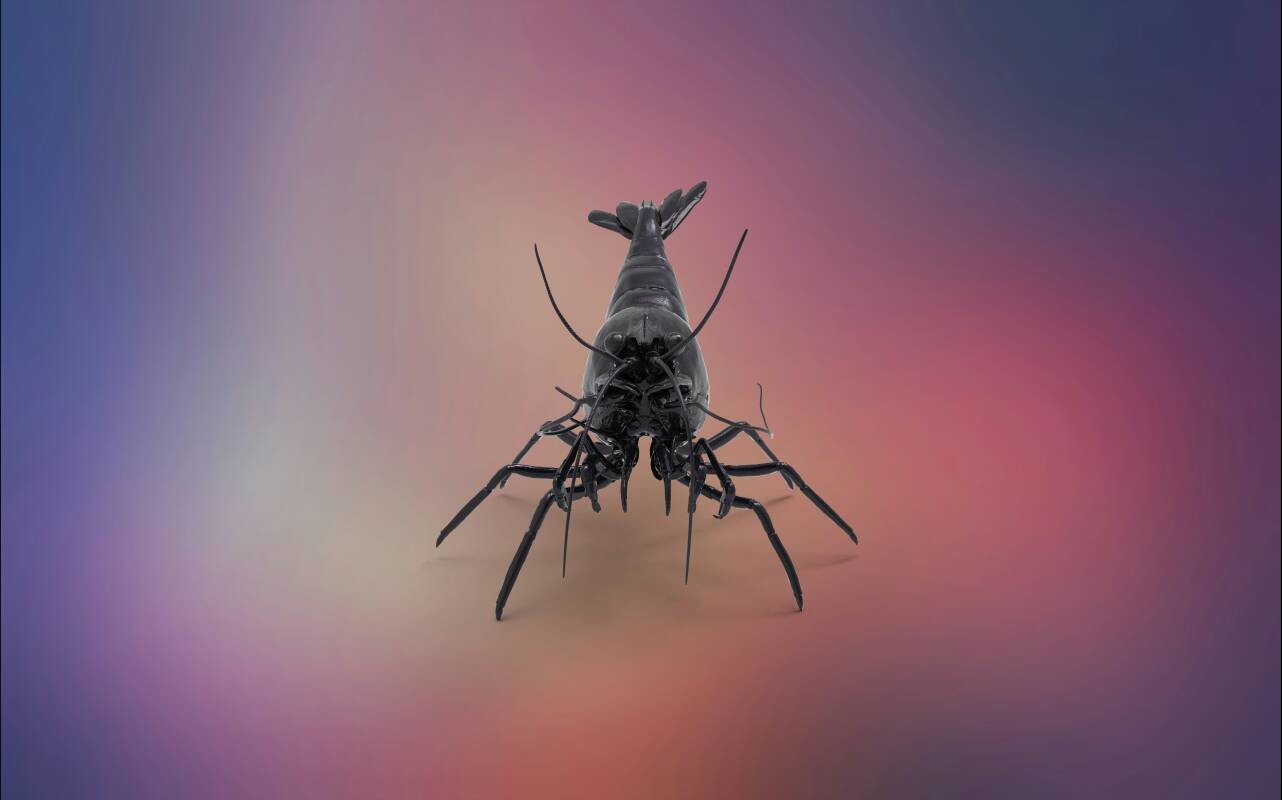 Jevgeny Sailor - Shrimp - Caridina Cantonensis