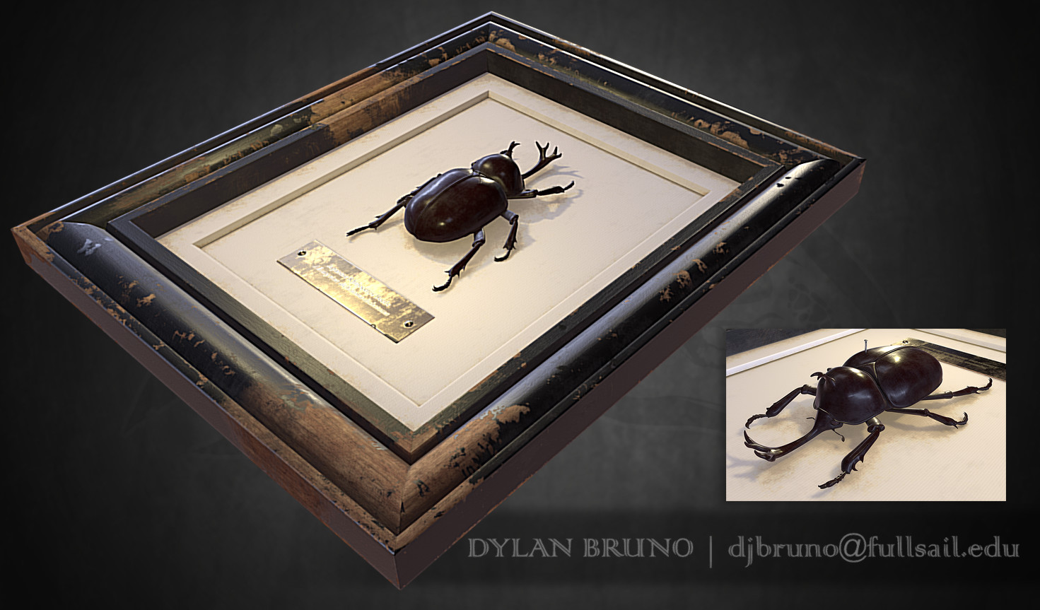 Dylan Bruno - Japanese Rhinoceros Beetle Taxidermy