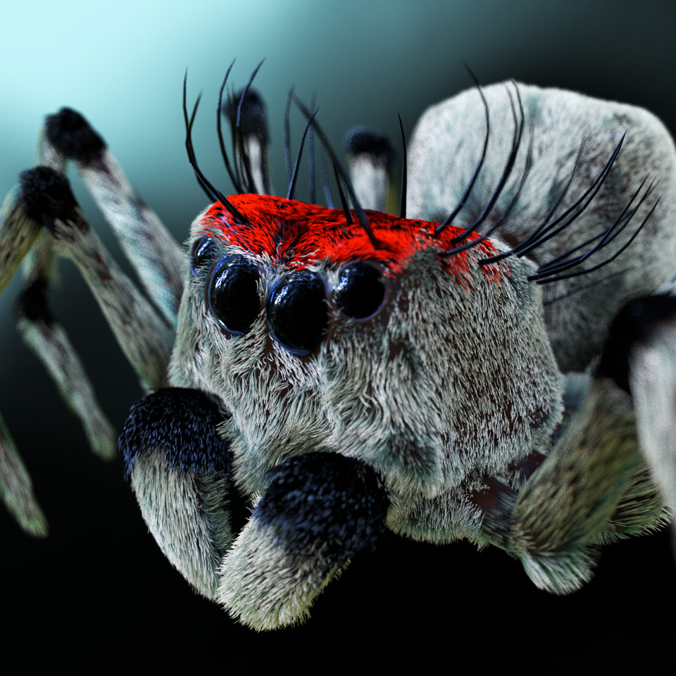 ArtStation - Jumping Spider King