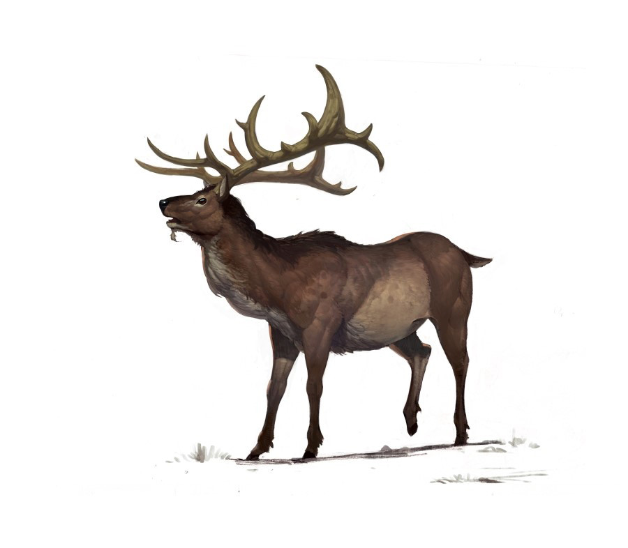 Jaemin Kim - MMORPG " BLESS" - animal OG