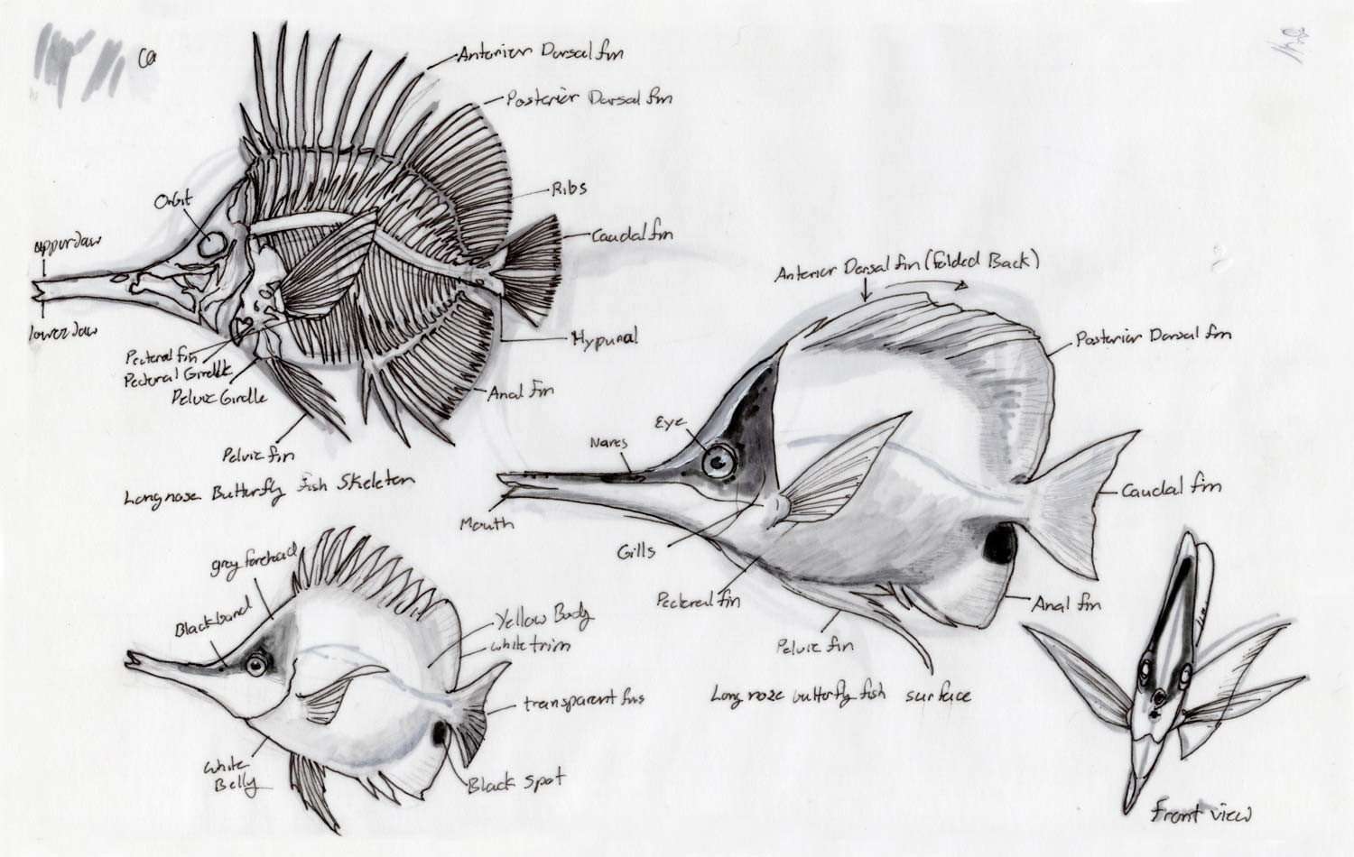 ArtStation - Creature Anatomy 2