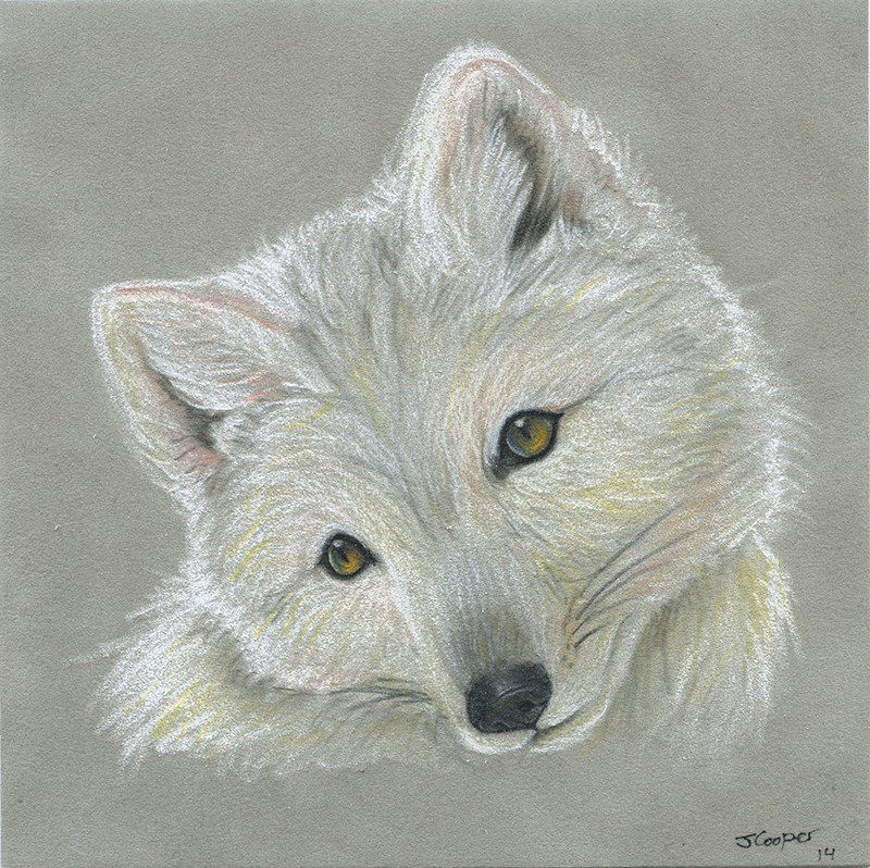 ArtStation - Arctic Fox Portrait