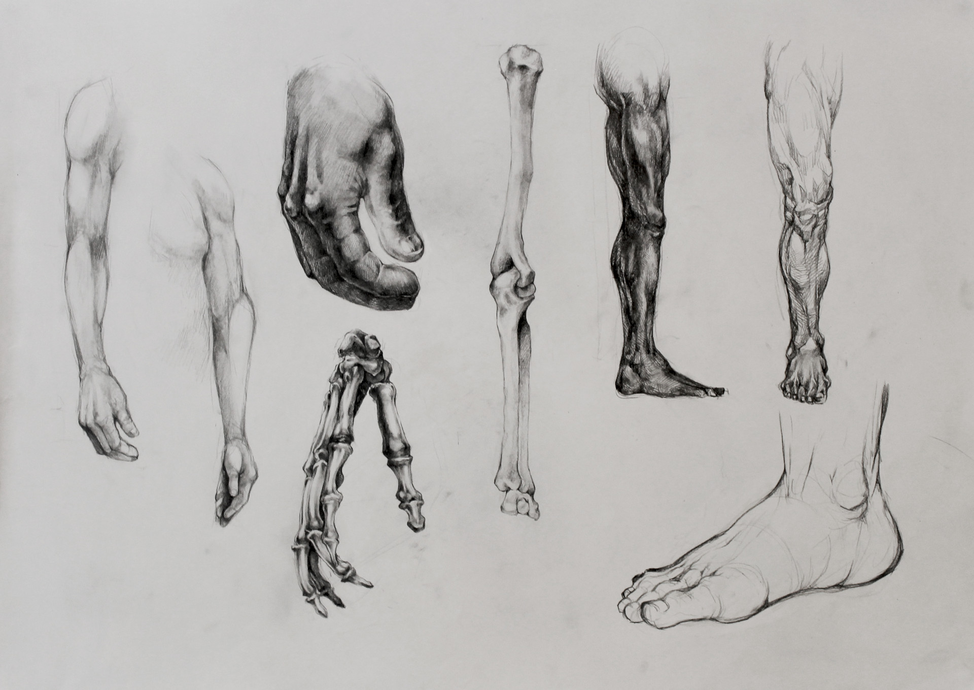 ArtStation - Limbs