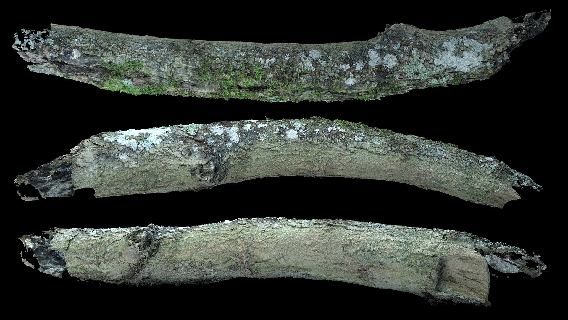 ArtStation - Fallen log