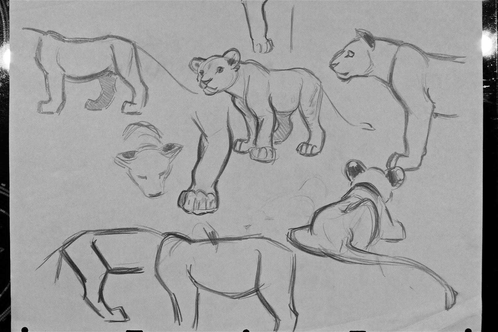 how to draw young nala from lion king