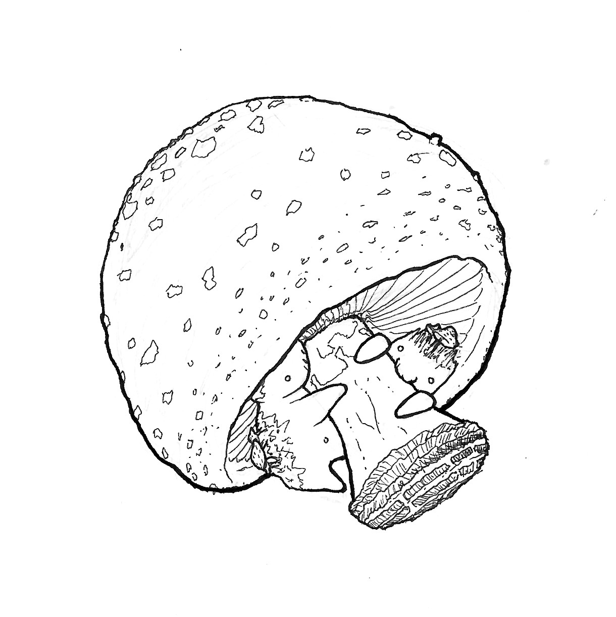 Tyler Dantuma - Inktober_06_Hidden