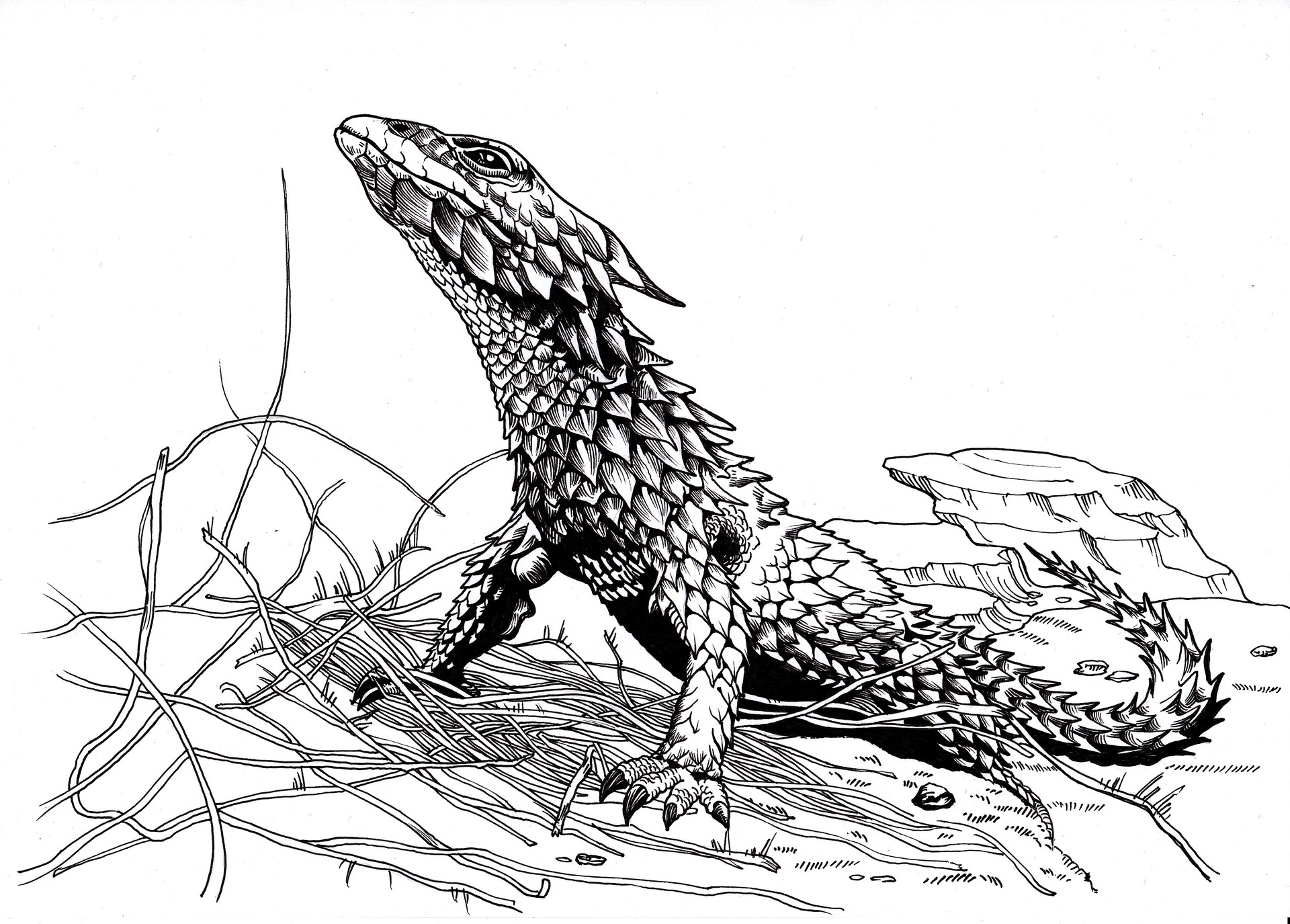 ArtStation - Dragons