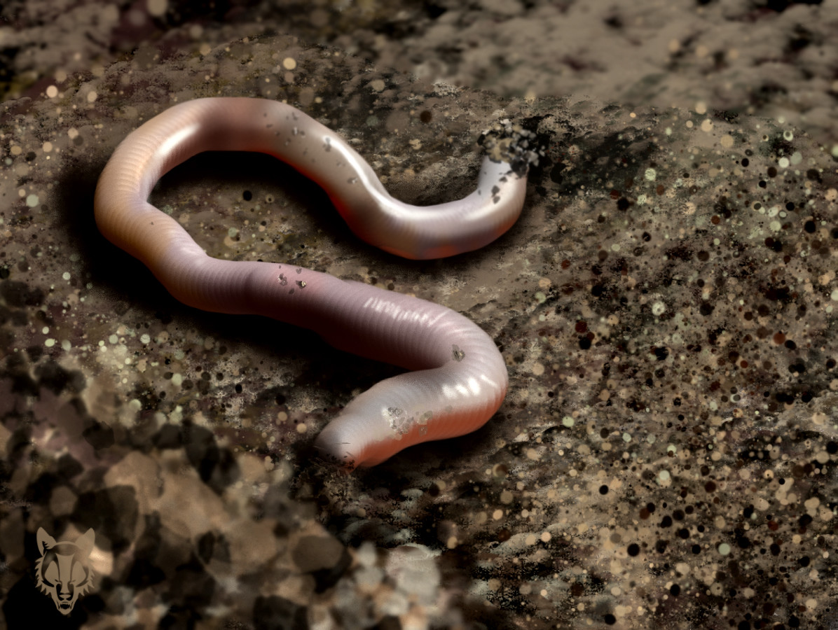 ArtStation - Sandworm speedpaint