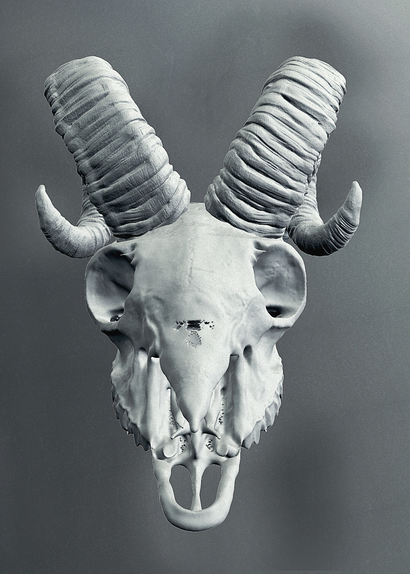 ArtStation - Ram skull