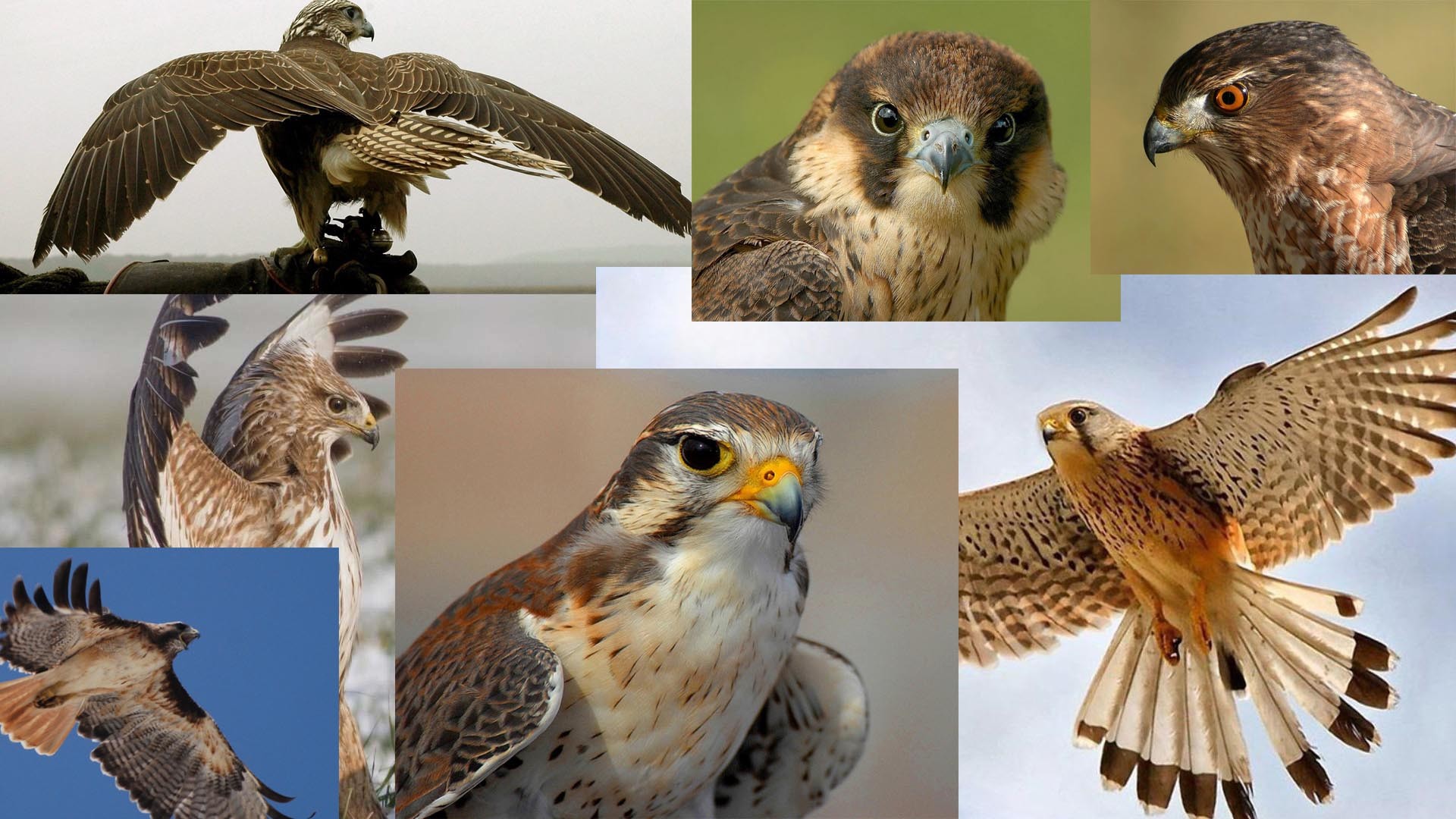 Mahmoud Youssef Ellithy - 3d arabian falcon