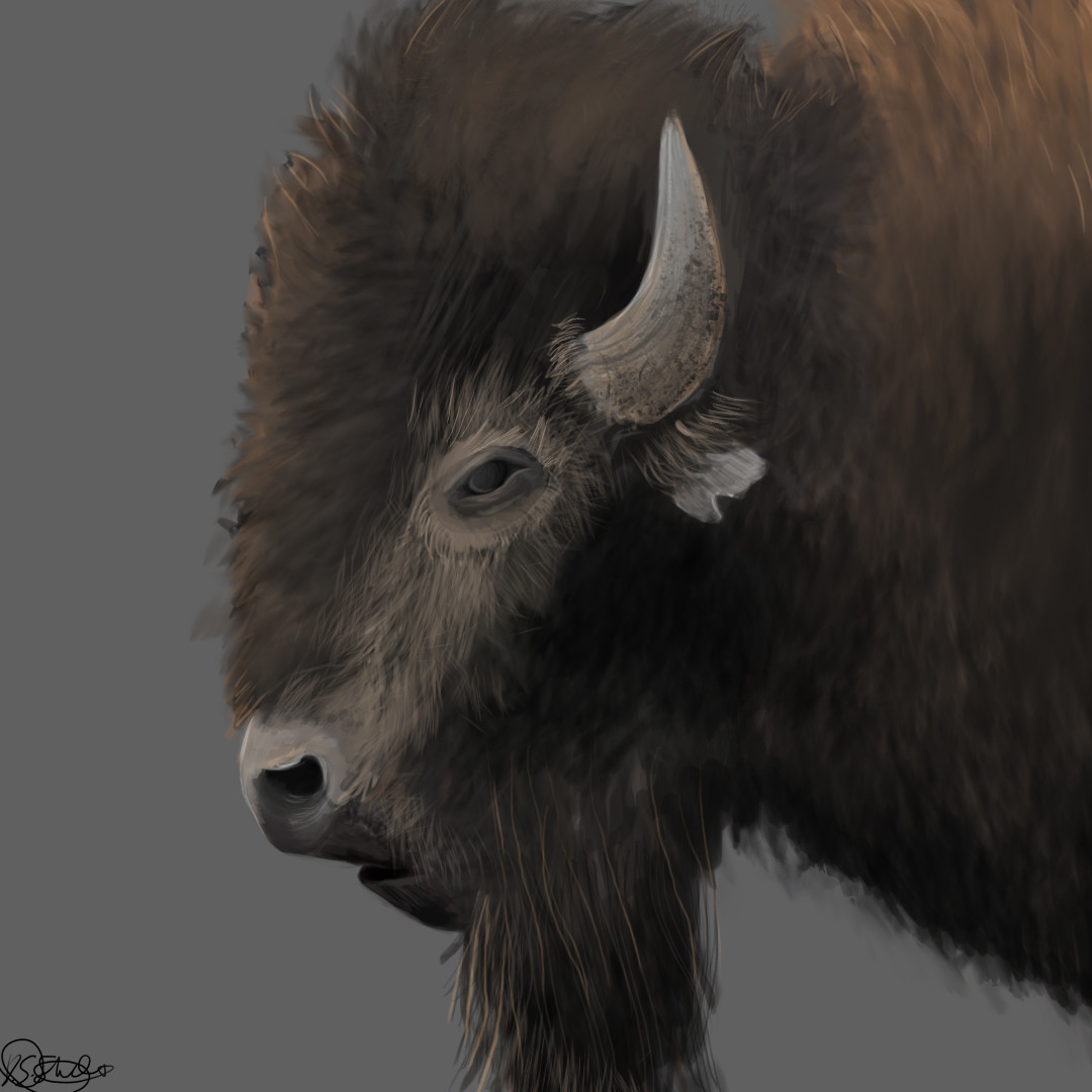 ArtStation - Bison