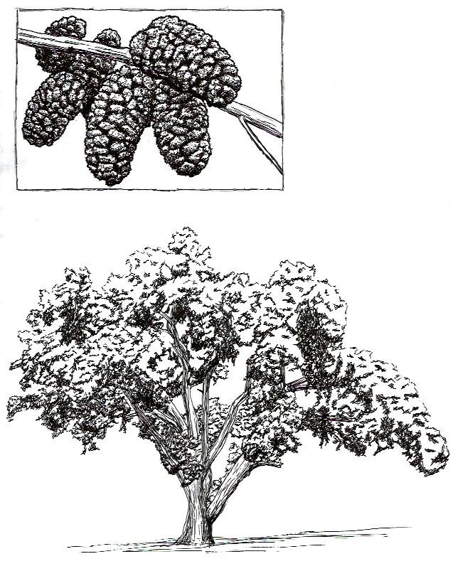 how to draw a mulberry tree