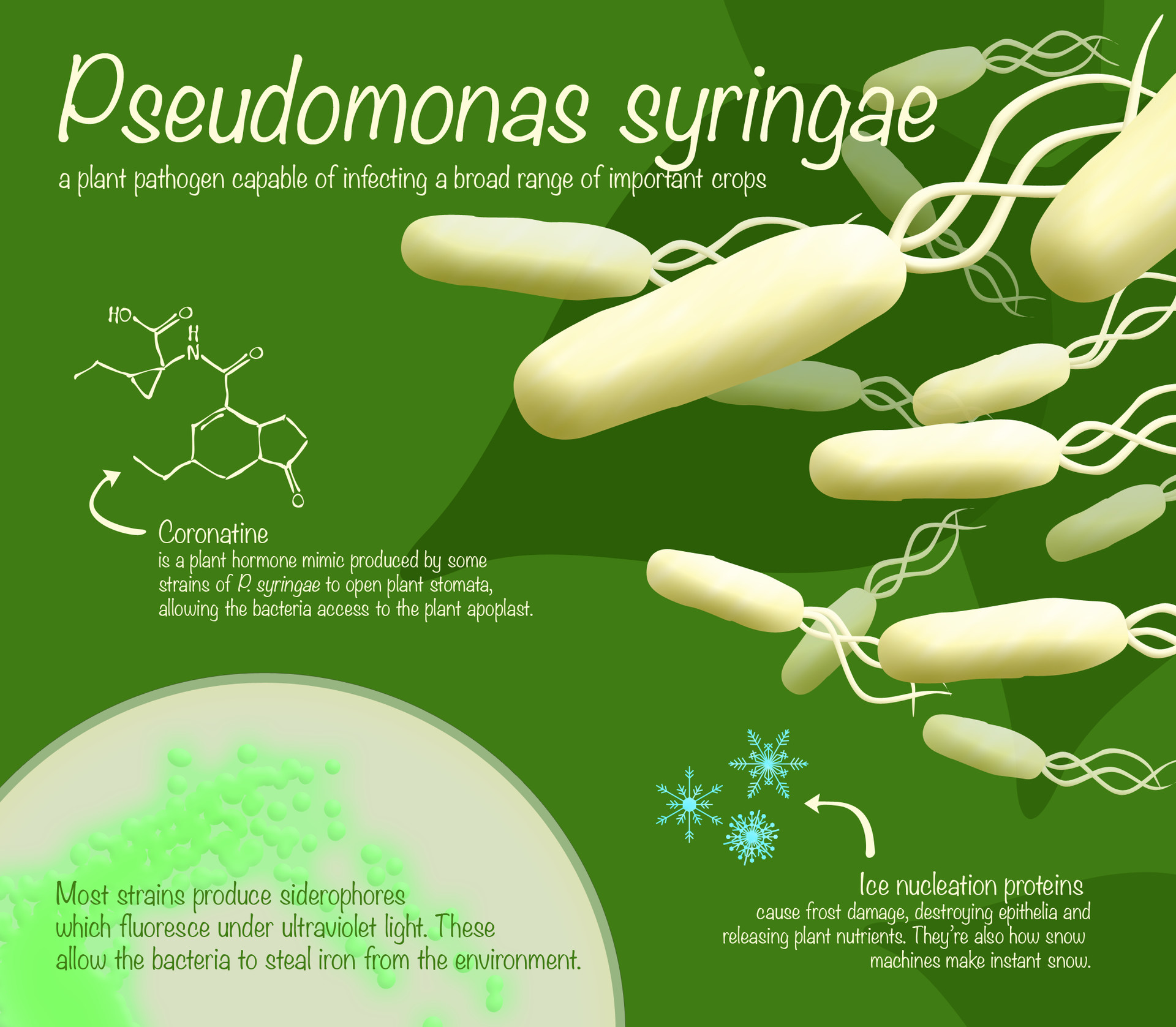 Peggy Muddles - Microbes & Molecules