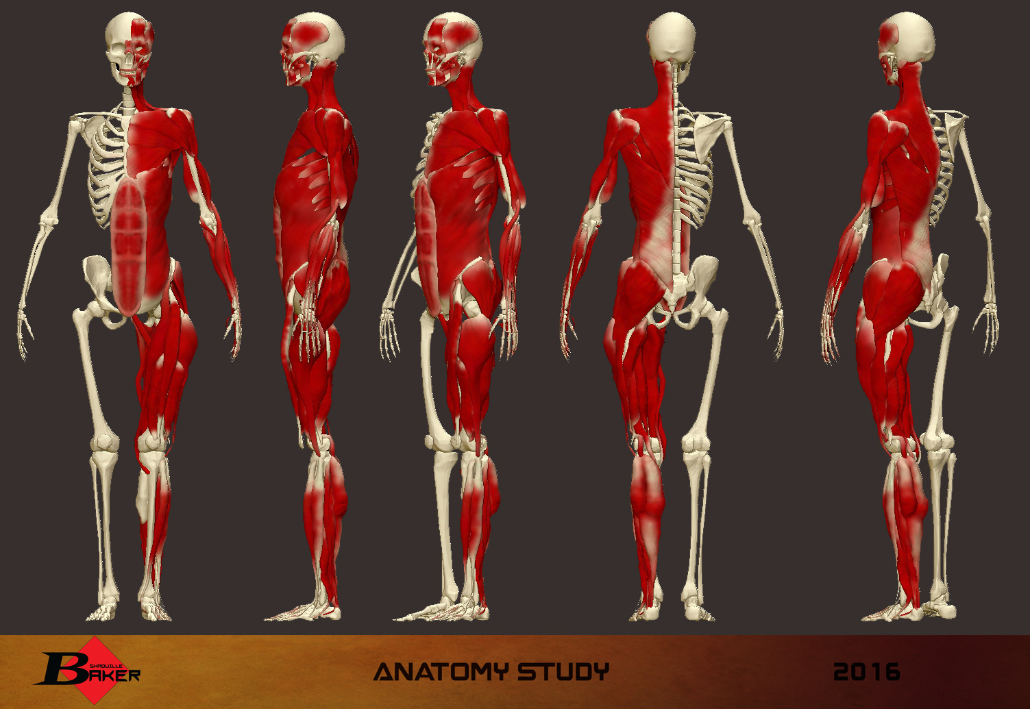 ArtStation - Écorché