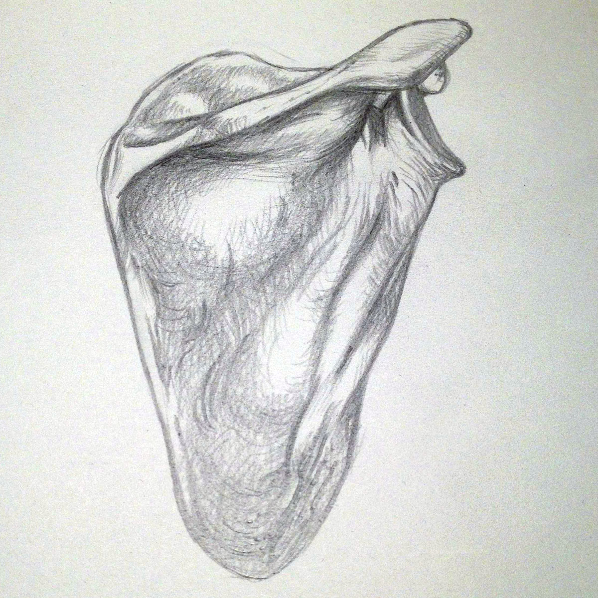 ArtStation - Scapula