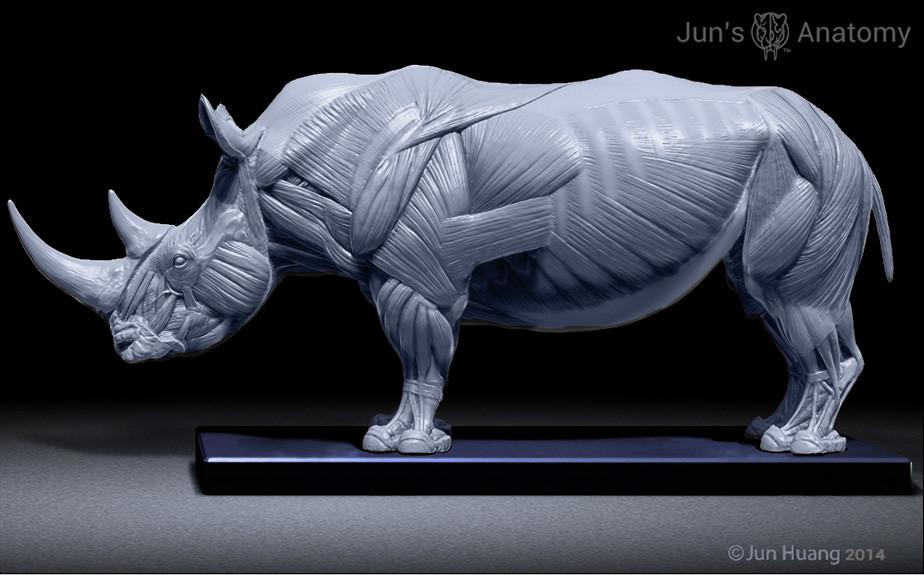 ArtStation - Rhino anatomy model