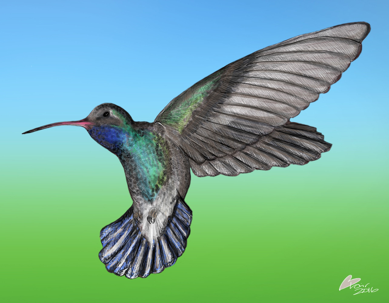 ArtStation - Hummingbird