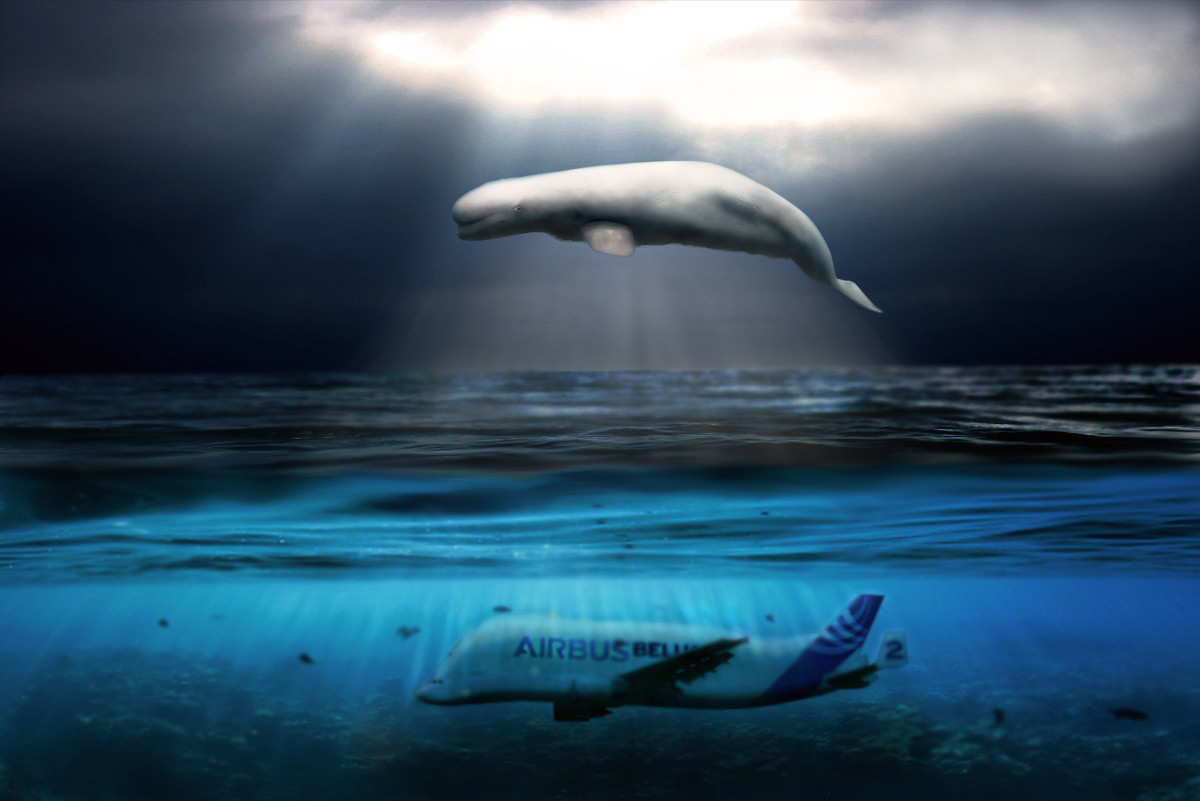 Lyly Pics - Beluga VS Beluga A300-600ST