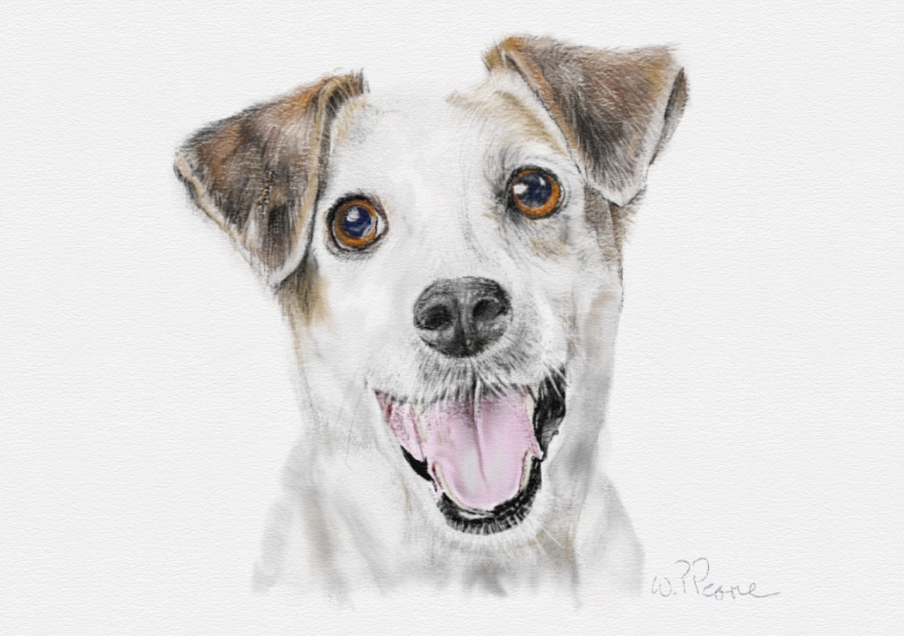 how to draw a realistic jack russell terrier step by step