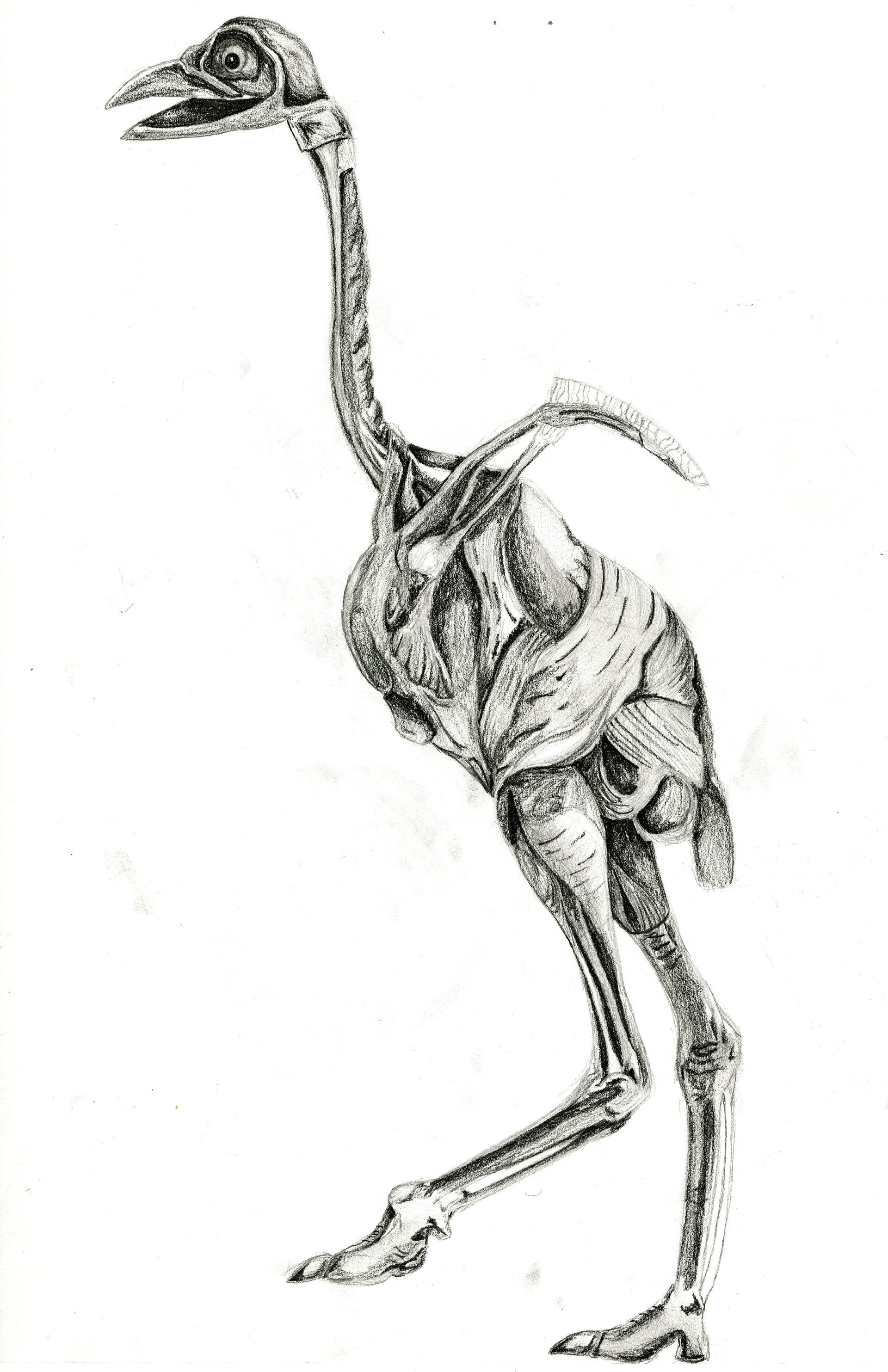 Grem Magic - Animal Anatomy