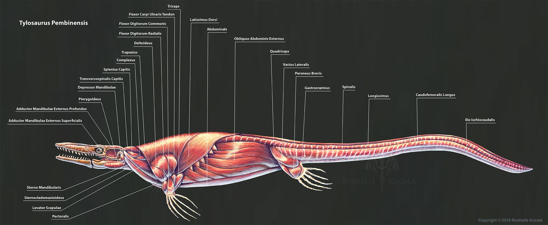 Whale Shark Anatomy