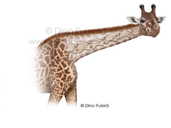 Dino Pulerà - Animal Anatomy - Scientific Illustration