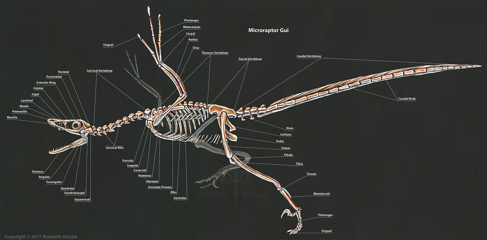 ArtStation - Microraptor Gui Skeletal Study