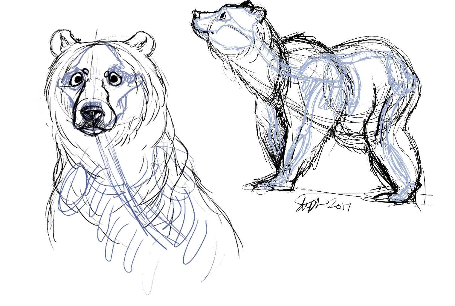 Stephanie Brown - Bear anatomy