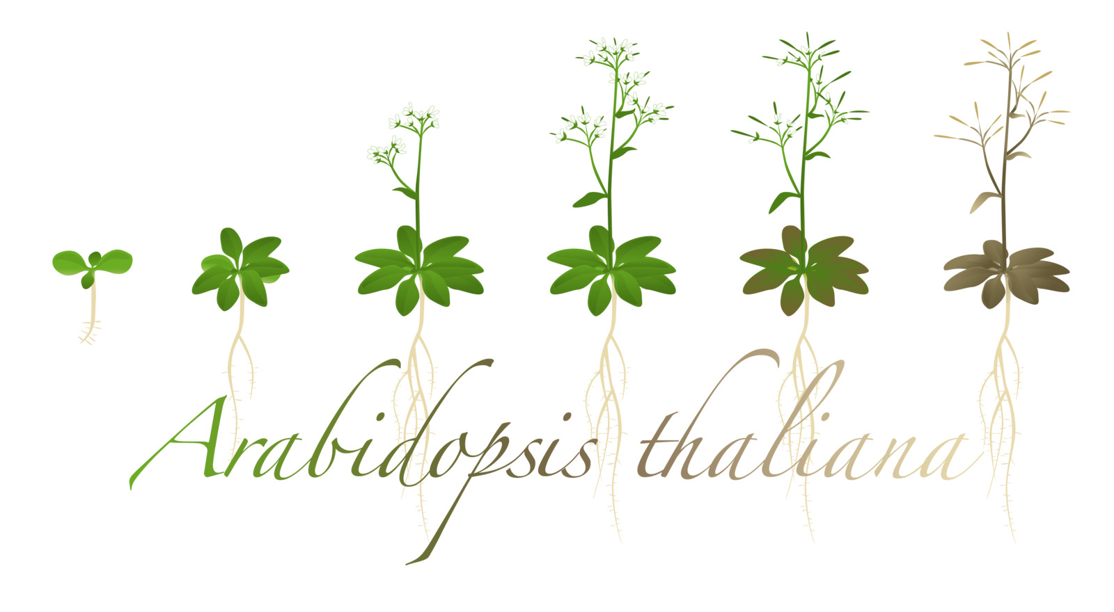 Peggy Muddles - Arabidopsis thaliana