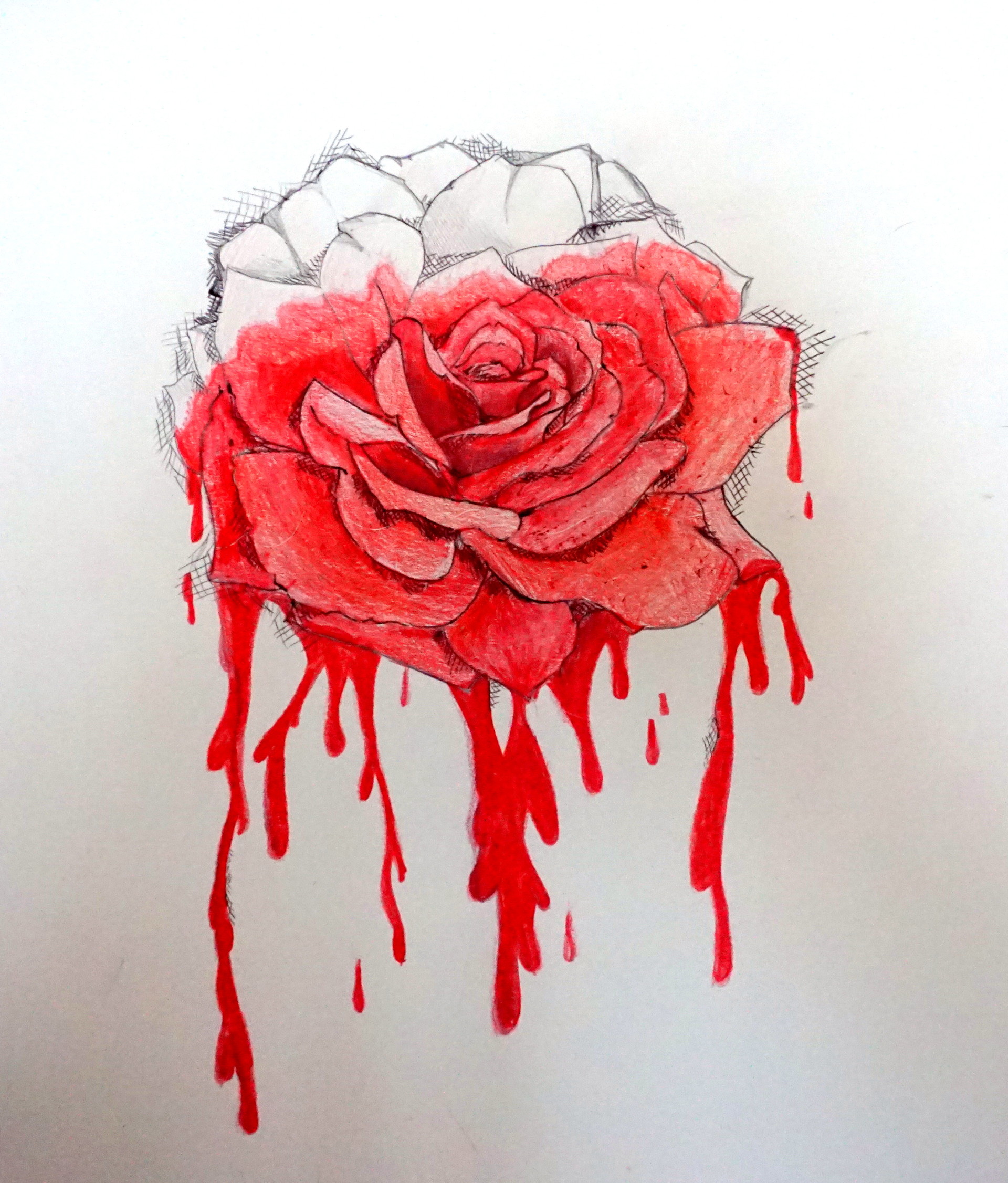 how to draw a blood rose