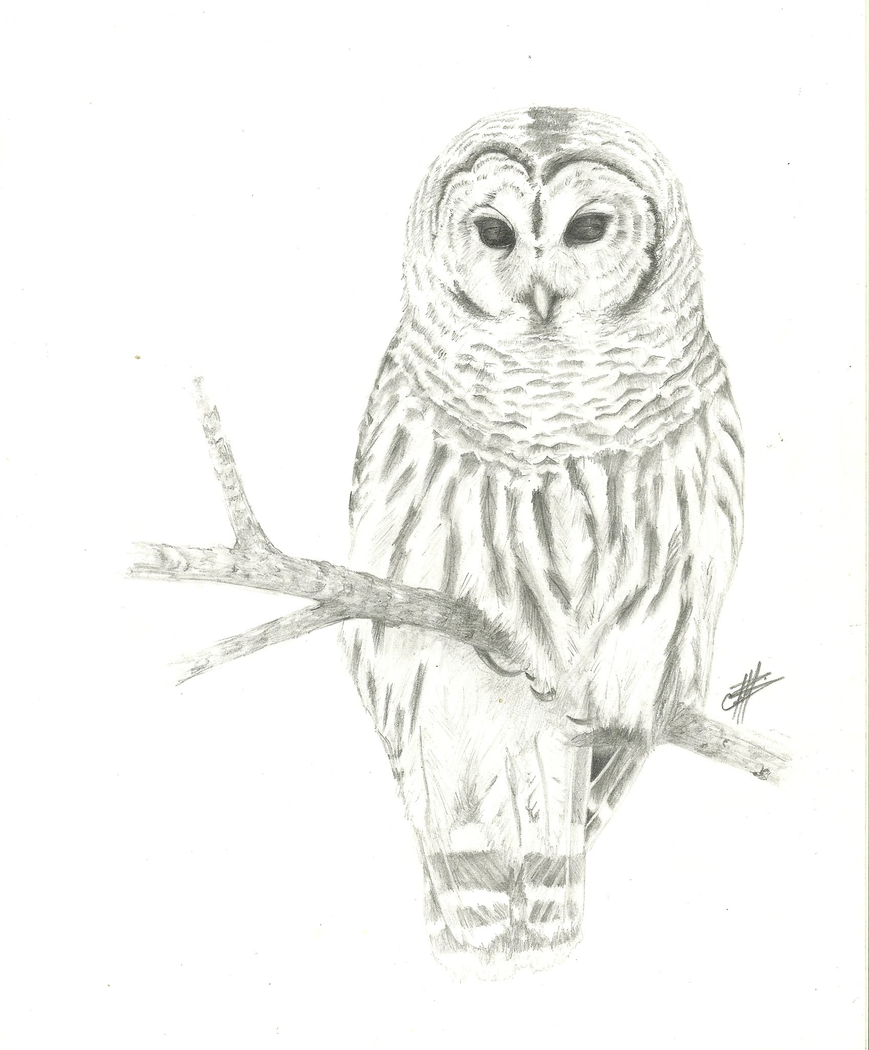 how to draw a owl on a branch