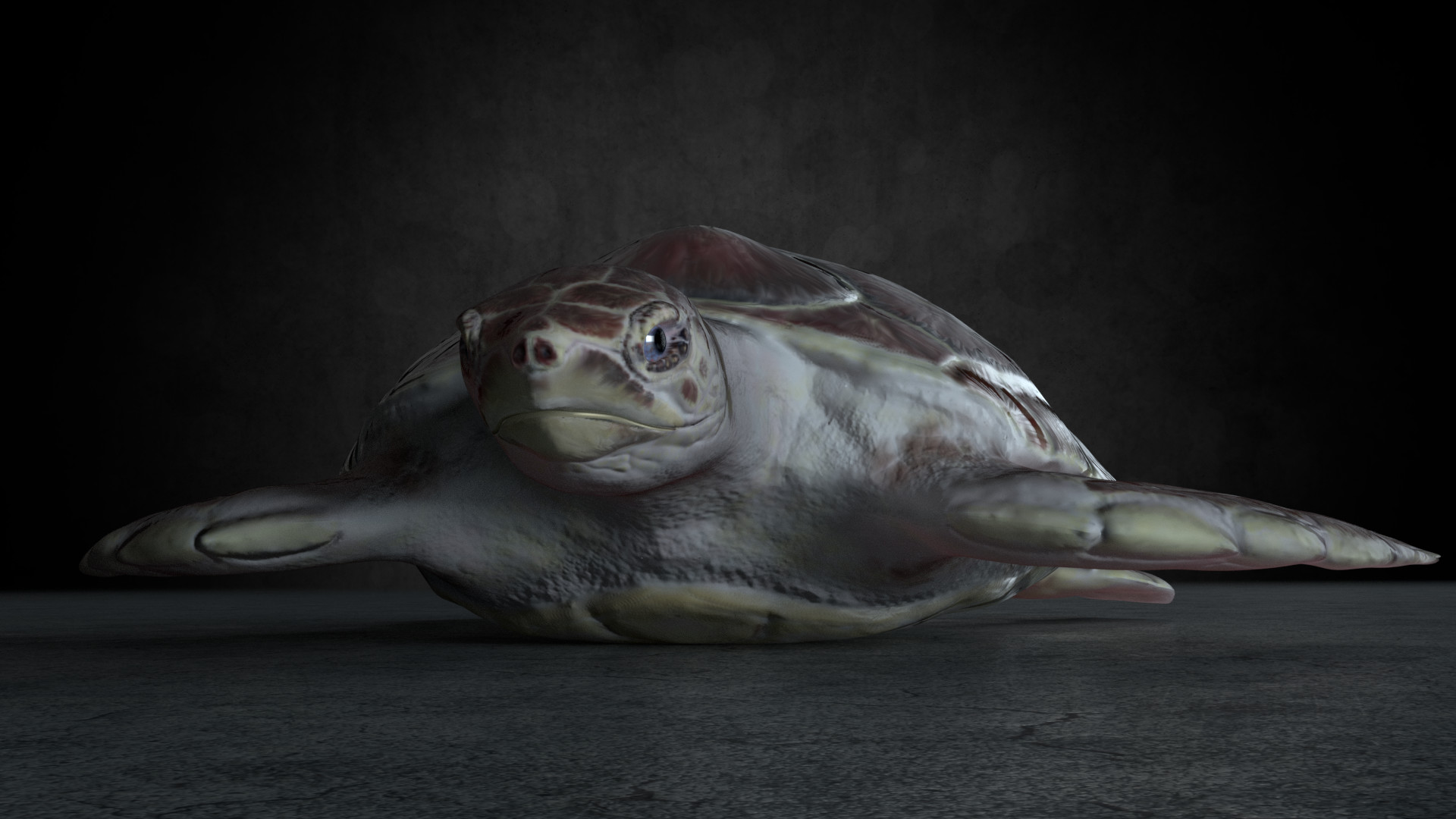ArtStation - Sea Turtle