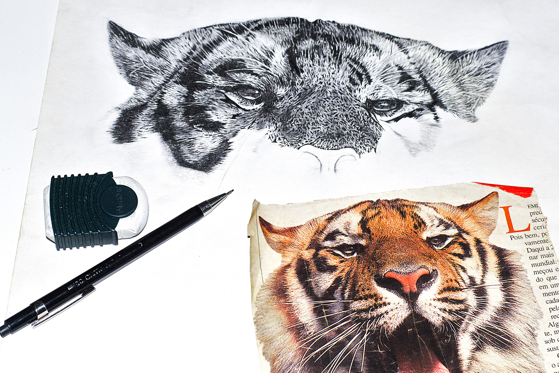 ArtStation - Tiger Draw exercise + Reference