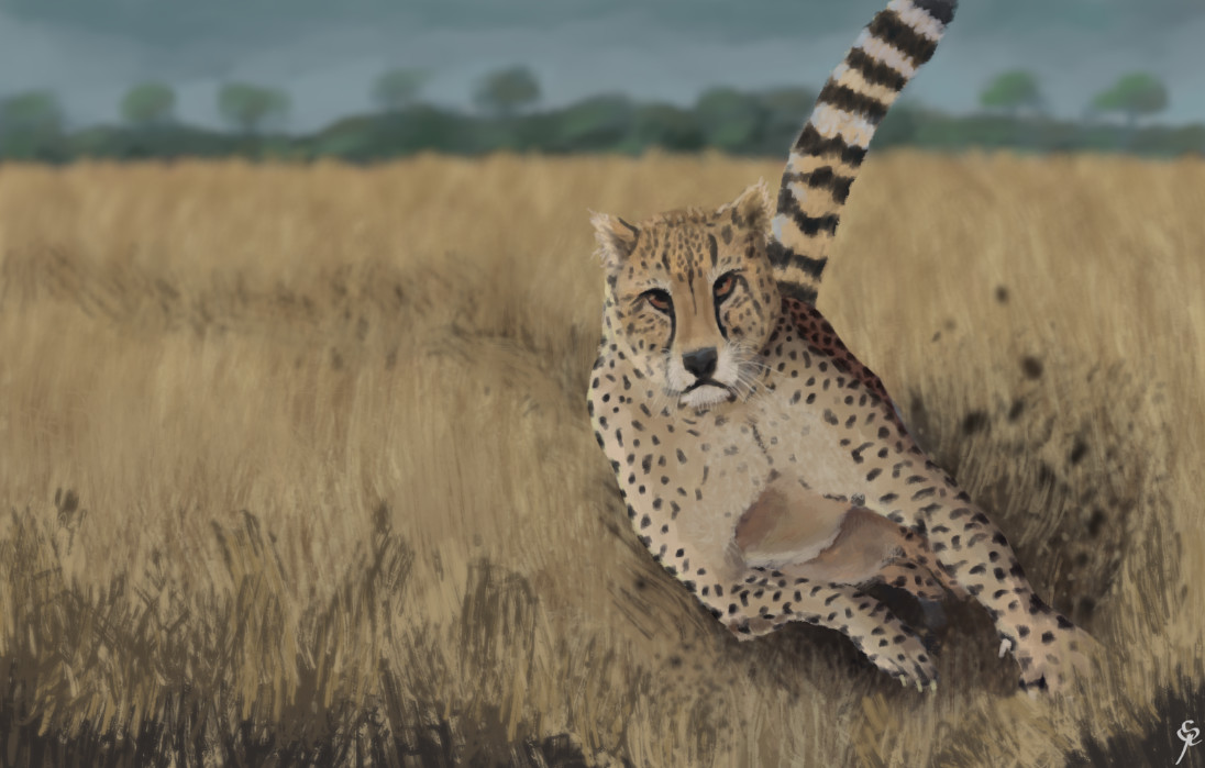 Running Cheetah Hd