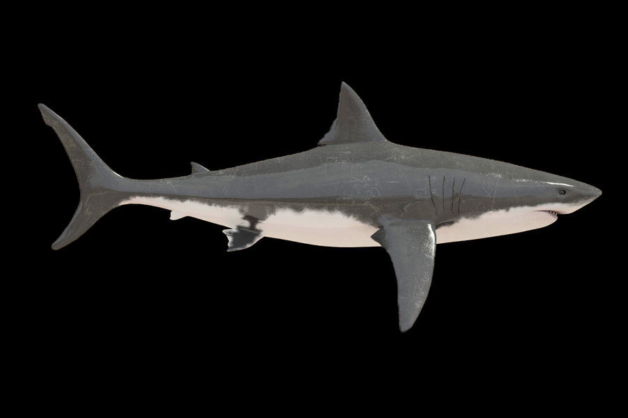 ArtStation - Tiburón Blanco