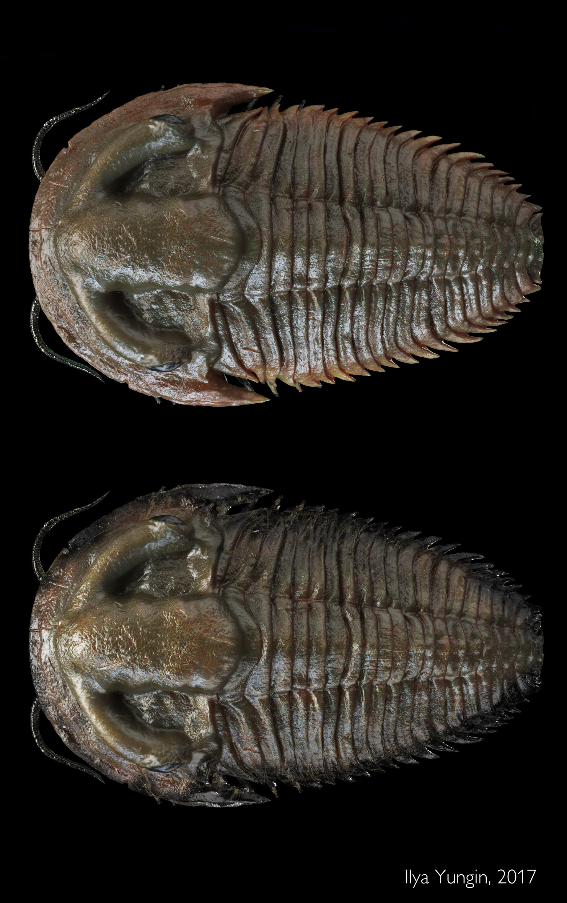 ArtStation - Profallotaspis jakutensis