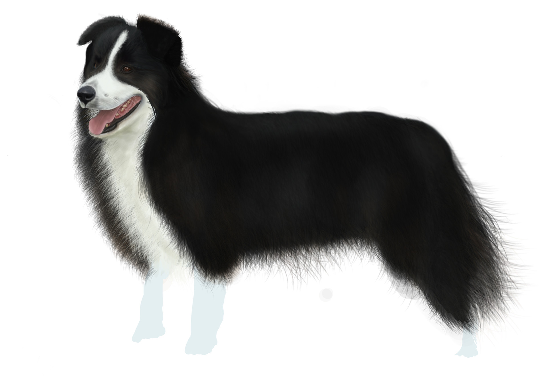 ArtStation - Border Collie Dog