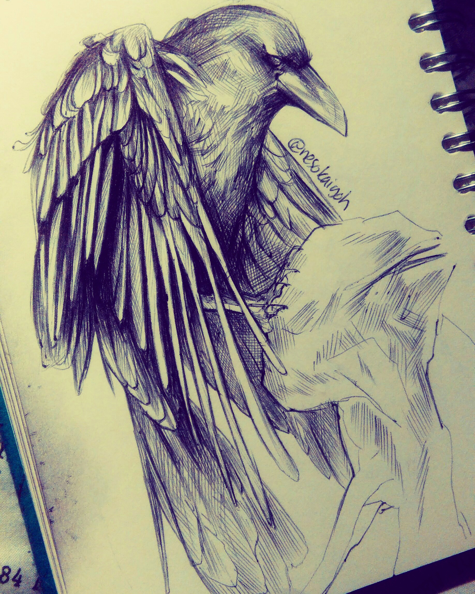 Rachel Walpole - Crow Studies