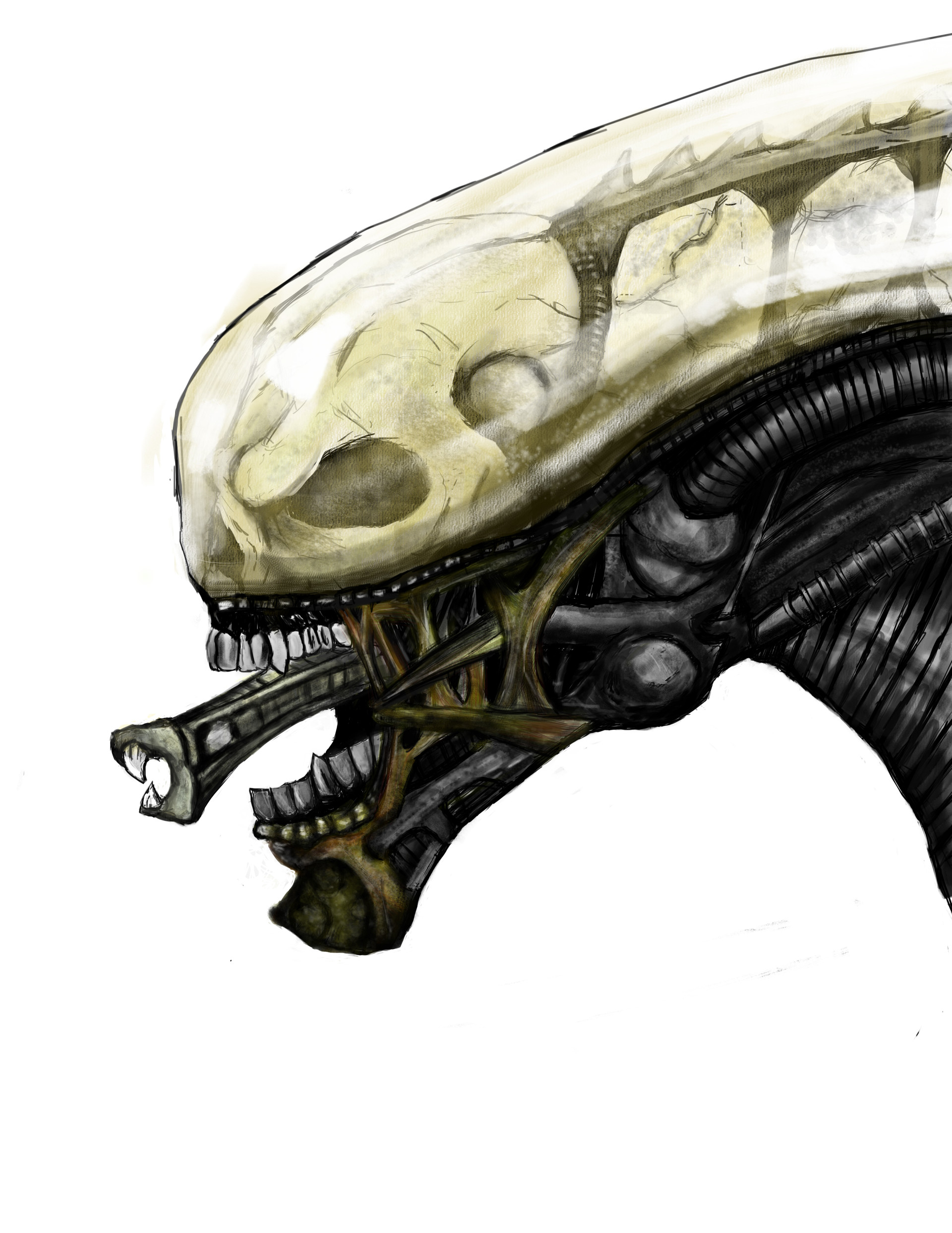 Xenomorph Head